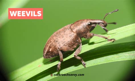 Image result for Cockroach Look Alike
