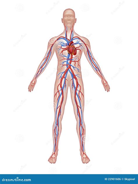 Image result for Heart Circulation Animation