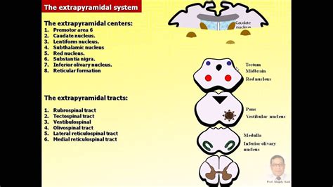 Image result for Extrapyramidal Signs