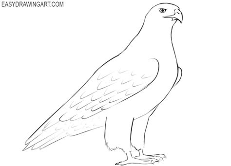 Image result for Hawk Drawing Colors