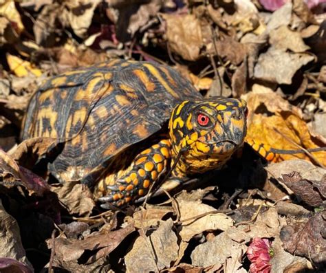 Image result for Eastern Box Turtle