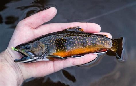 Image result for Best Trout Fly Patterns