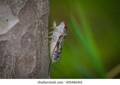 Image result for Chirping Insect