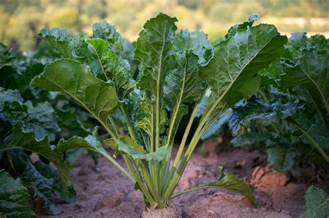 Image result for Sugar Beet Containers