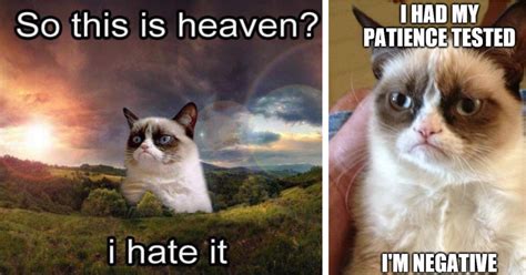 Image result for Grumpy Cat Memes Clean