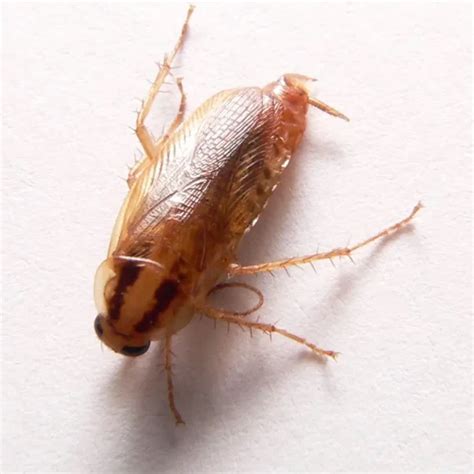Image result for German Cockroach