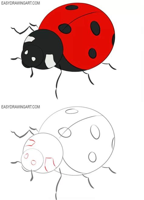 Image result for Ladybug Simple Drawing