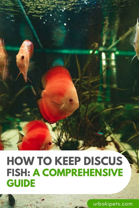 Image result for How to Keep Discus