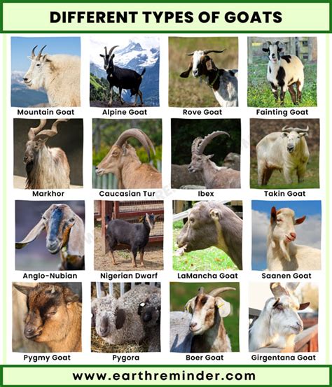 Image result for Types of Goats