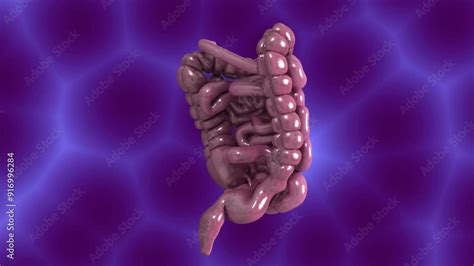 Image result for Straining Bowel Animation