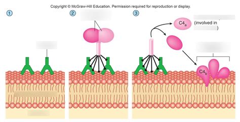 Image result for Complement System Electron Microscope