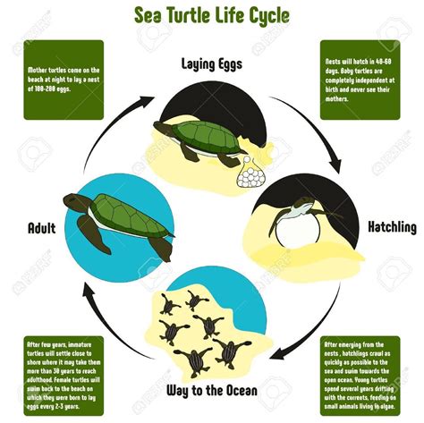 Image result for Turtle Life Cycle Free Printable