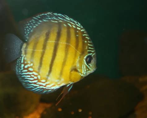 Image result for Symphysodon Discus