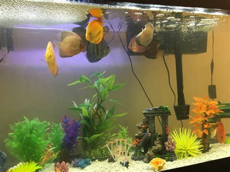 Image result for Discus Types and Colours