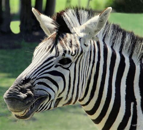 Image result for Smiling Zebra