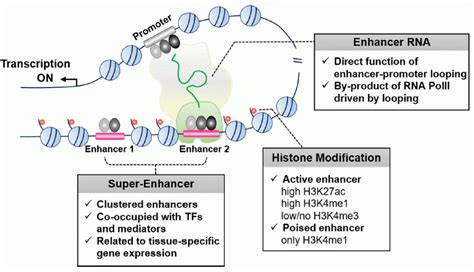 Image result for Super Repressor Enhancer