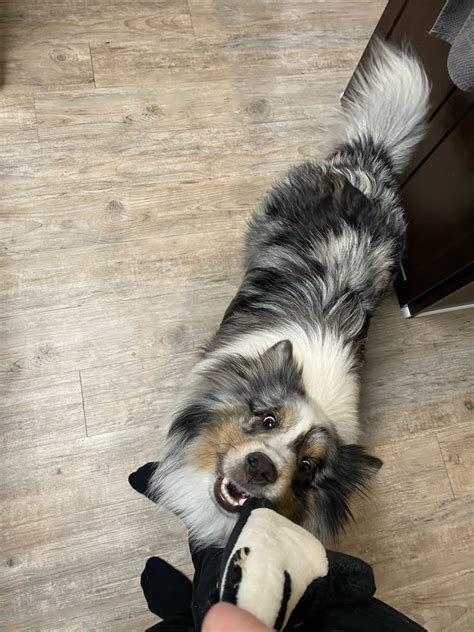 Image result for Sheltie Spring Pictures