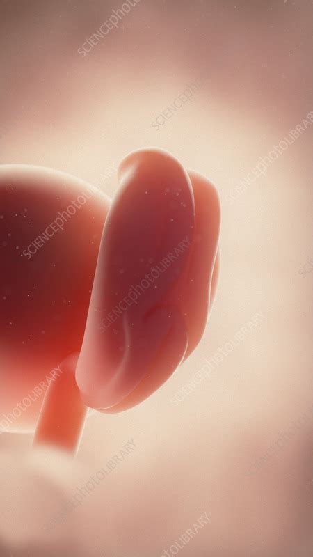 Image result for 4 Week Embryo