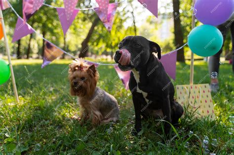 Image result for Pool Party for Dogs