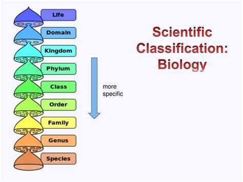 Image result for Basic Level Categorization