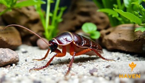 Image result for Pet Cockroach