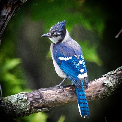 Image result for Blue Mockingjay