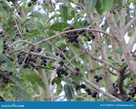 Image result for Java Pulm Wine