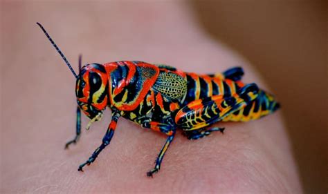 Image result for Good Looking Insects