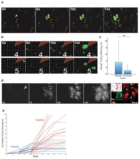 Image result for Gene Reprogramming