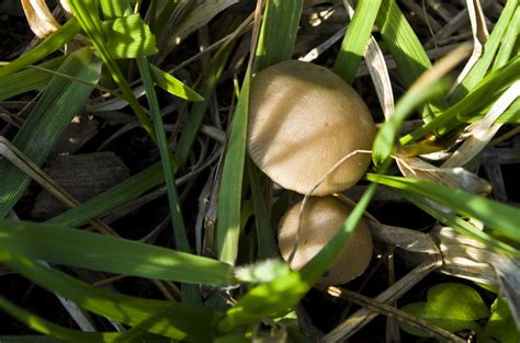 Image result for Shiny Objects Distraction