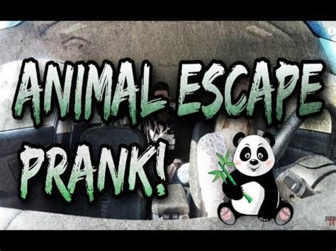 Image result for Exploding Animal Prank