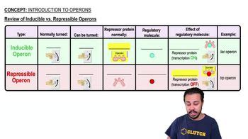 Image result for Operon Structure