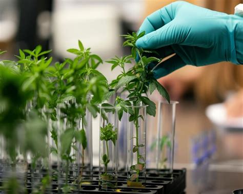 Image result for Lab Food Alive