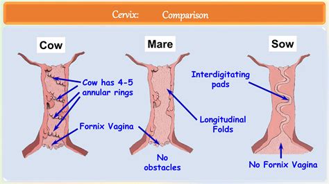 Image result for Embryo Transfer Technology