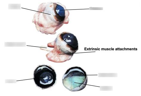 Image result for Cow Eye Dissection