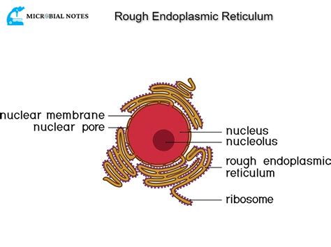Image result for Endoplasmic Reticulum Function