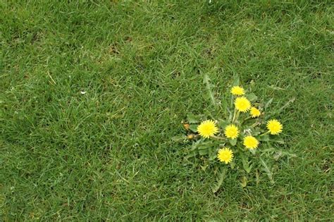 Image result for Rust Game How to Remove Grass