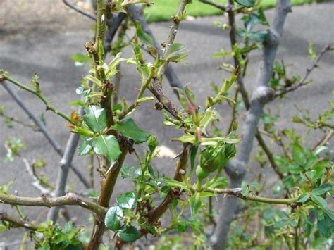 Image result for Rose Bush Problems