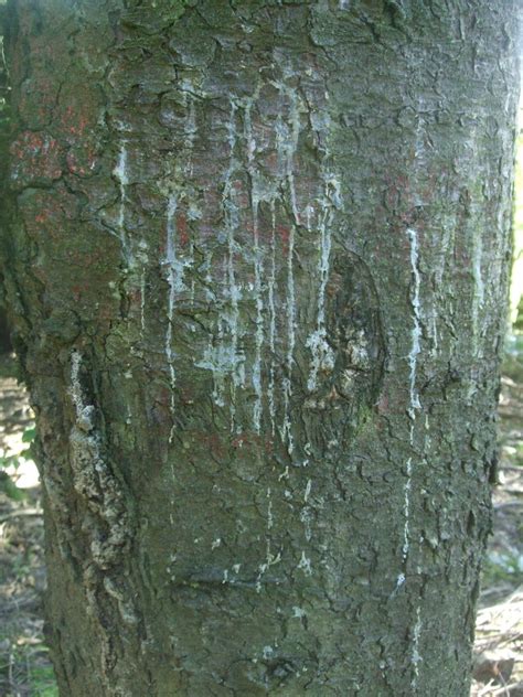 Image result for How to Clean Tree Resin
