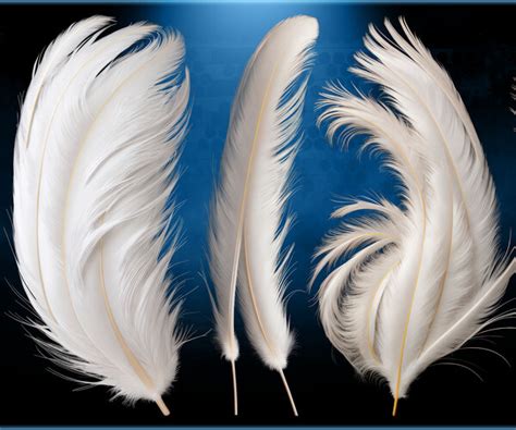 Image result for Feather Python