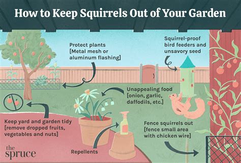 Image result for Getting Squirrels Out of Trees