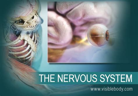 Image result for Nervous System Dissection