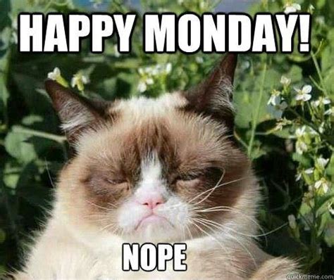 Best Grumpy Cat Monday Memes