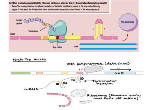 Image result for Operon Types