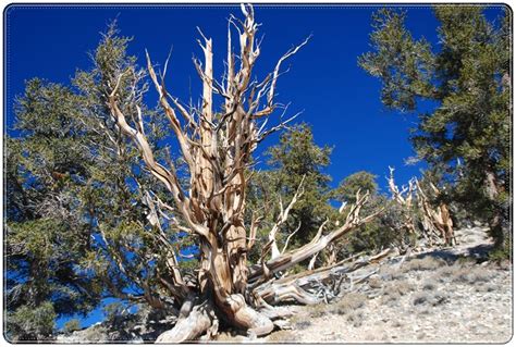 Image result for Prometheus Tree