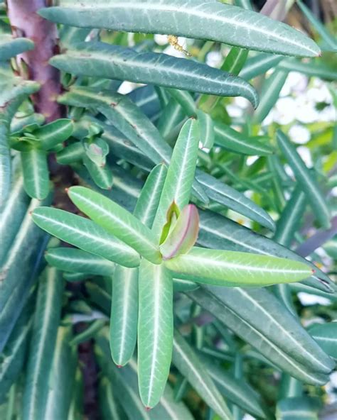 Image result for Garden Gopher