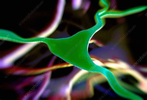 Image result for Cell Cortex
