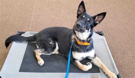 Image result for How to Use Training Collars