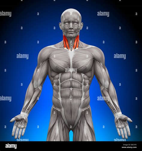 Image result for Human Body Neck Muscles