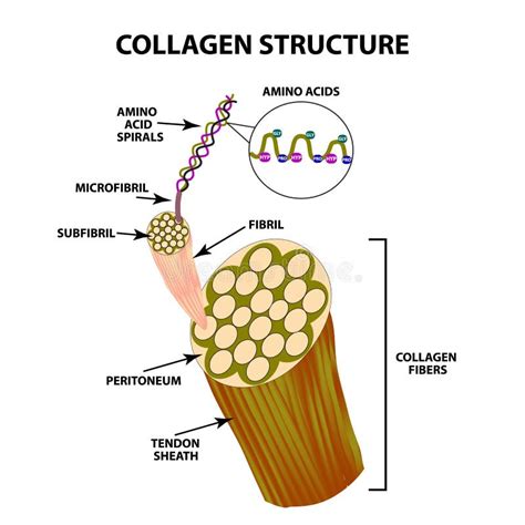 Image result for Collagen Structure
